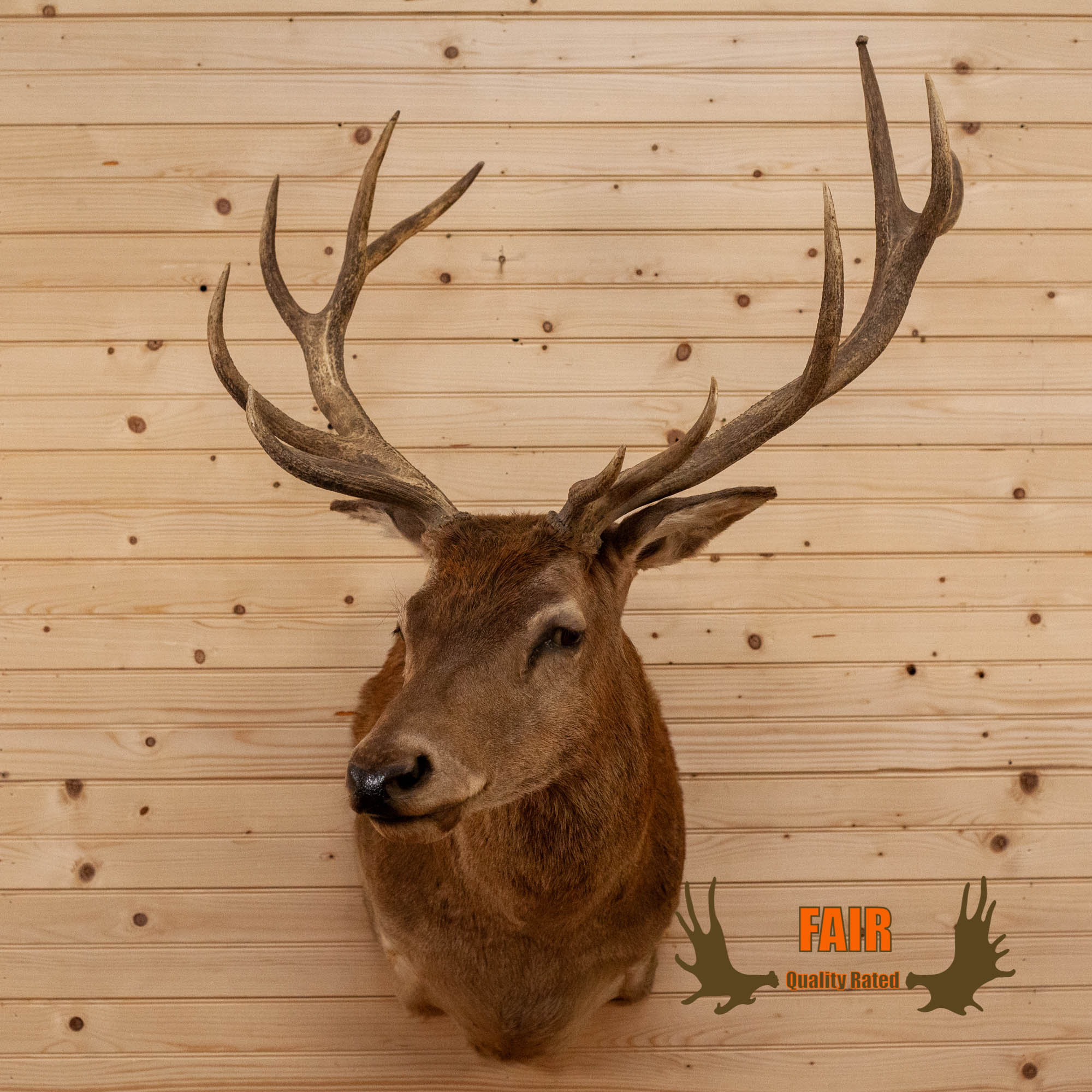 12 Point Red Deer Stag Taxidermy Shoulder Mount SW10311 | Etsy