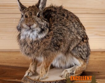 Taxidermy Rabbit Mount - Etsy