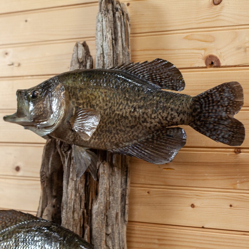 Excellent Real Crappie Taxidermy Mount GB4129 - Etsy