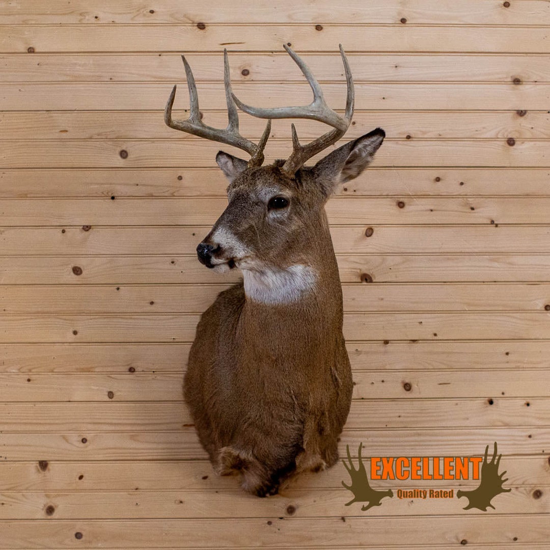 Excellent Eight-point Whitetail Buck Taxidermy Mount GB4162 - Etsy