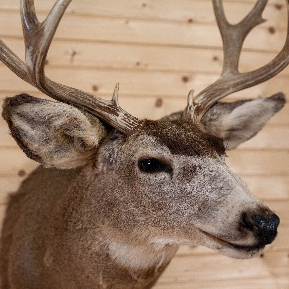 Excellent 10 Point Mule Deer Buck Deer Taxidermy Shoulder - Etsy