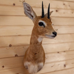 Premier African Steenbok Taxidermy Wall Pedestal Mount SW10988 - Etsy