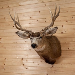 Excellent 10 Point Mule Deer Buck Deer Taxidermy Shoulder Mount SW10978 ...