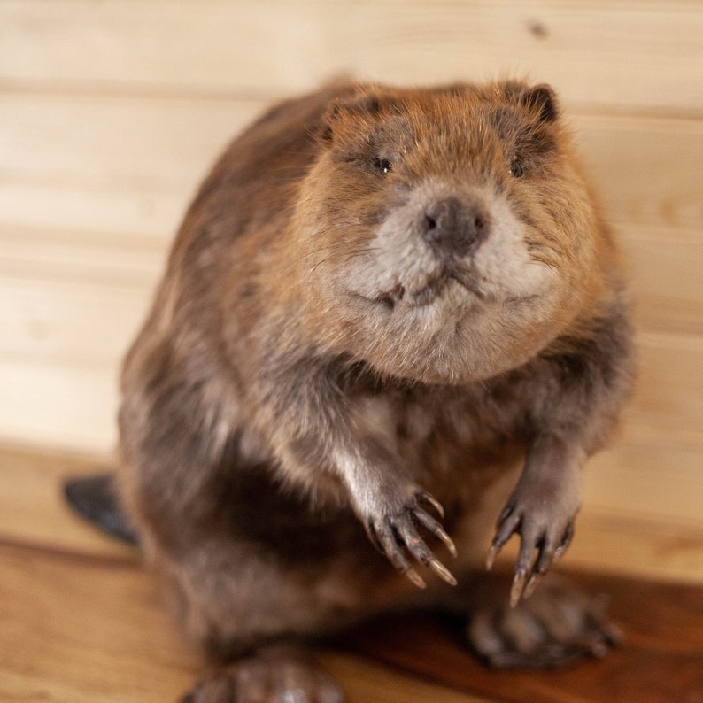 Premier Beaver Full Body Taxidermy Mount SW10761 - Etsy