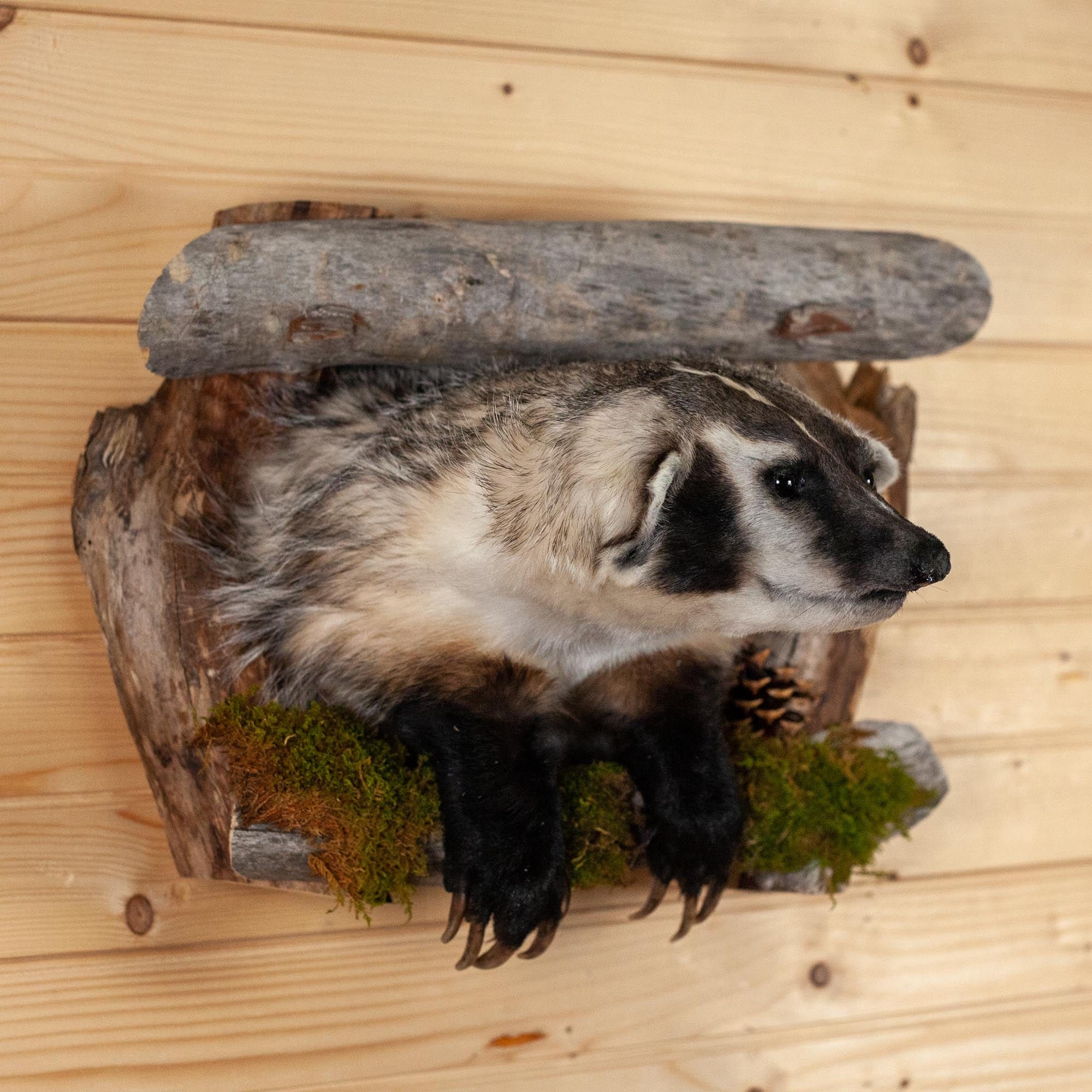 Art Objects Art & Collectibles Taxidermy European black and white ...