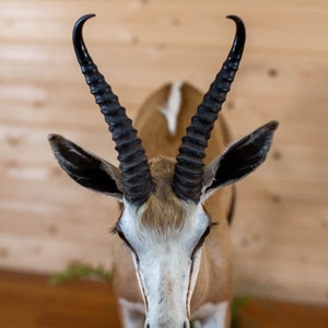 Excellent African Springbok Life-size Full Body Taxidermy Mount JC6025 ...