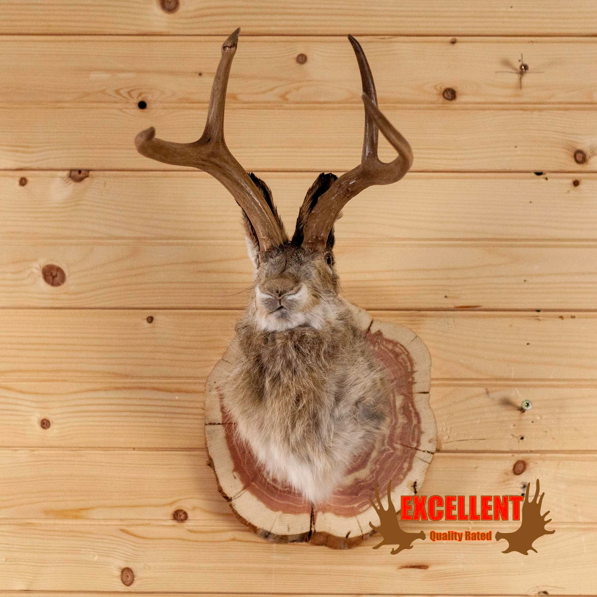 Mounted Jackalope Drawing
