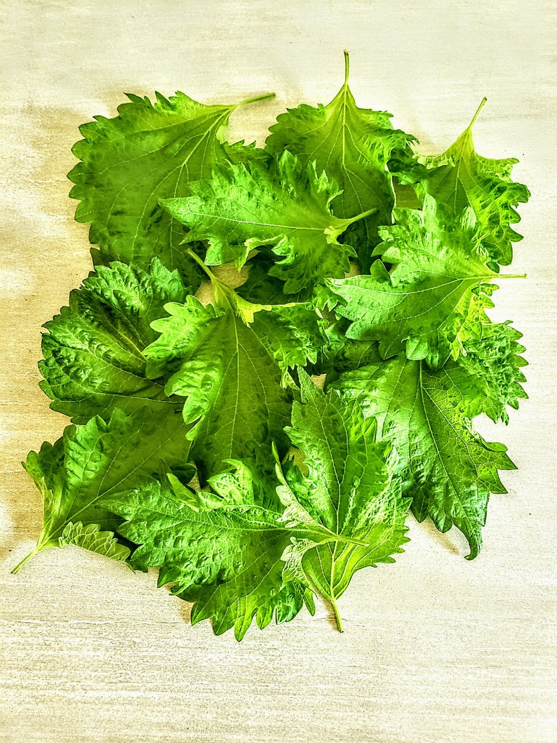 Dried Shiso Leaves Ground Dried Whole Shiso Herb Japanese Shiso Plant ...