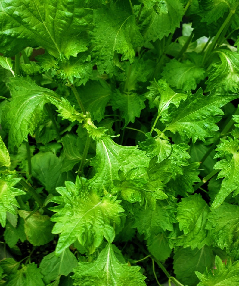 Dried Shiso Leaves Ground Dried Whole Shiso Herb Japanese Shiso Plant ...
