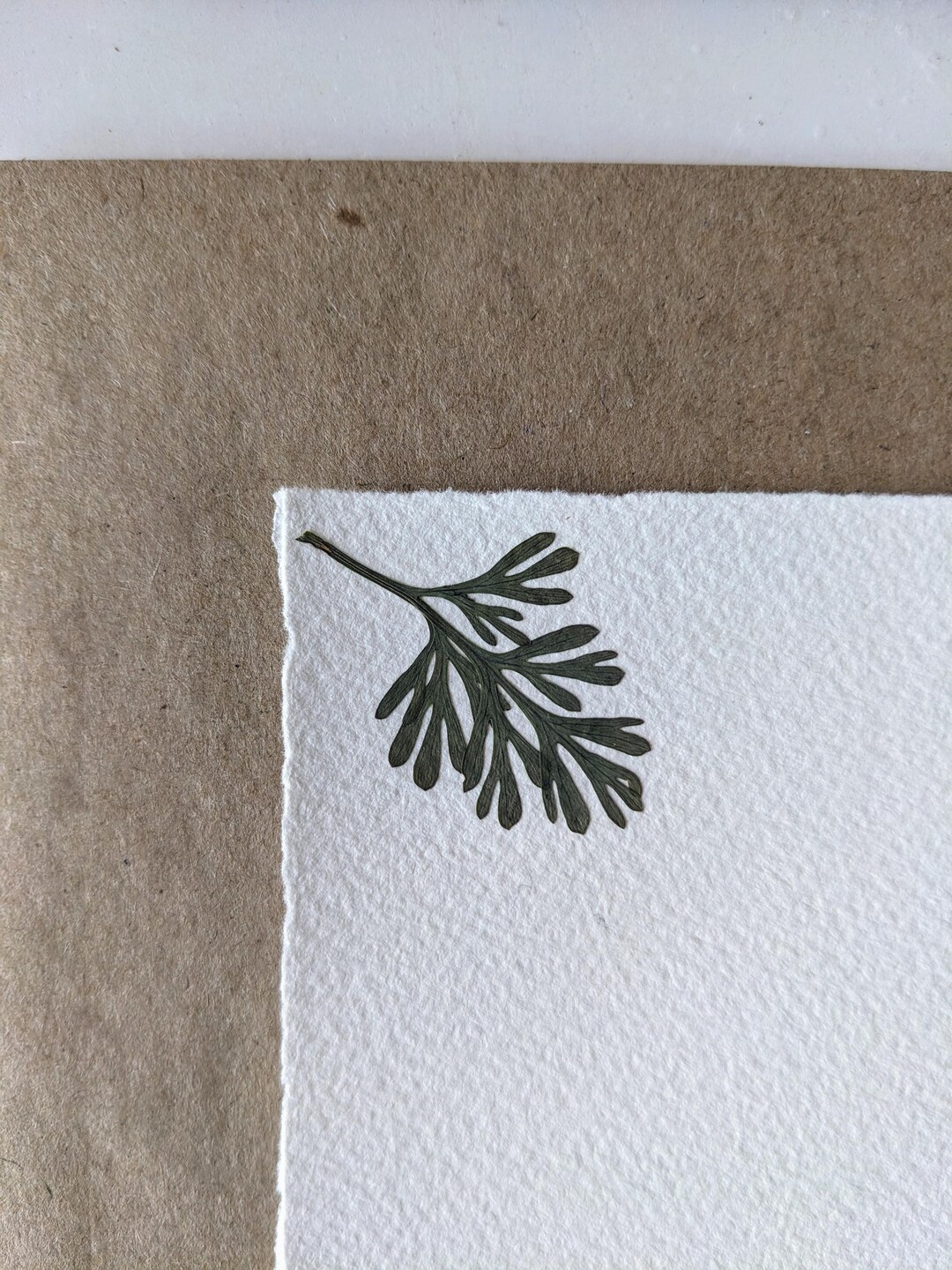 Lacy California Poppy Leaves Stationery Set of Notecards With Envelopes ...