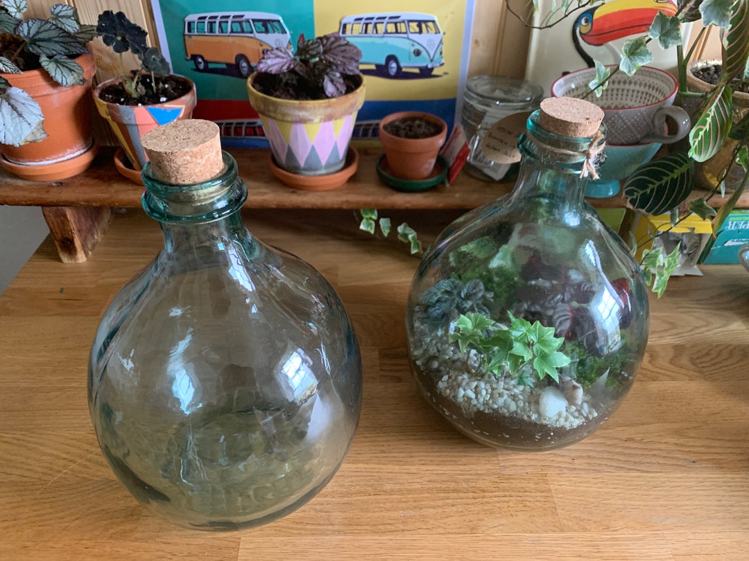 Large Terrarium / Glass Demijohn / Round Demijohn / Carboy - Etsy