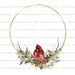 Red Cardinal in Nest, Nesting Cardinal on Gold Circle Frame, Bird ...