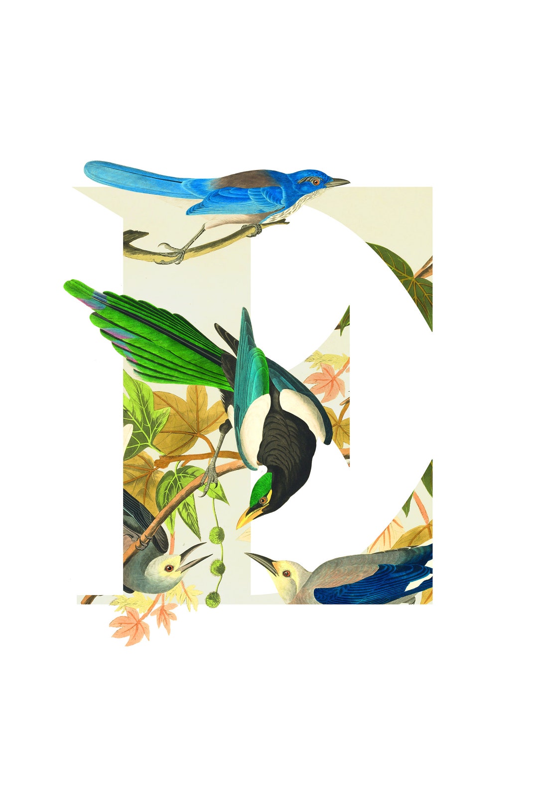 American Birds X Bearby Print LETTER E Vintage Art, Home/wall Decor ...