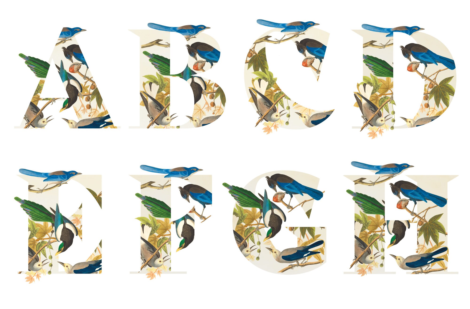 American Birds X Bearby Print LETTER E Vintage Art, Home/wall Decor ...
