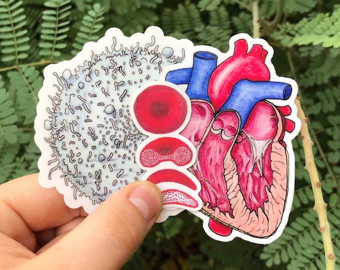Blood Sticker Pack Circulatory System Sticker Bundle - Etsy