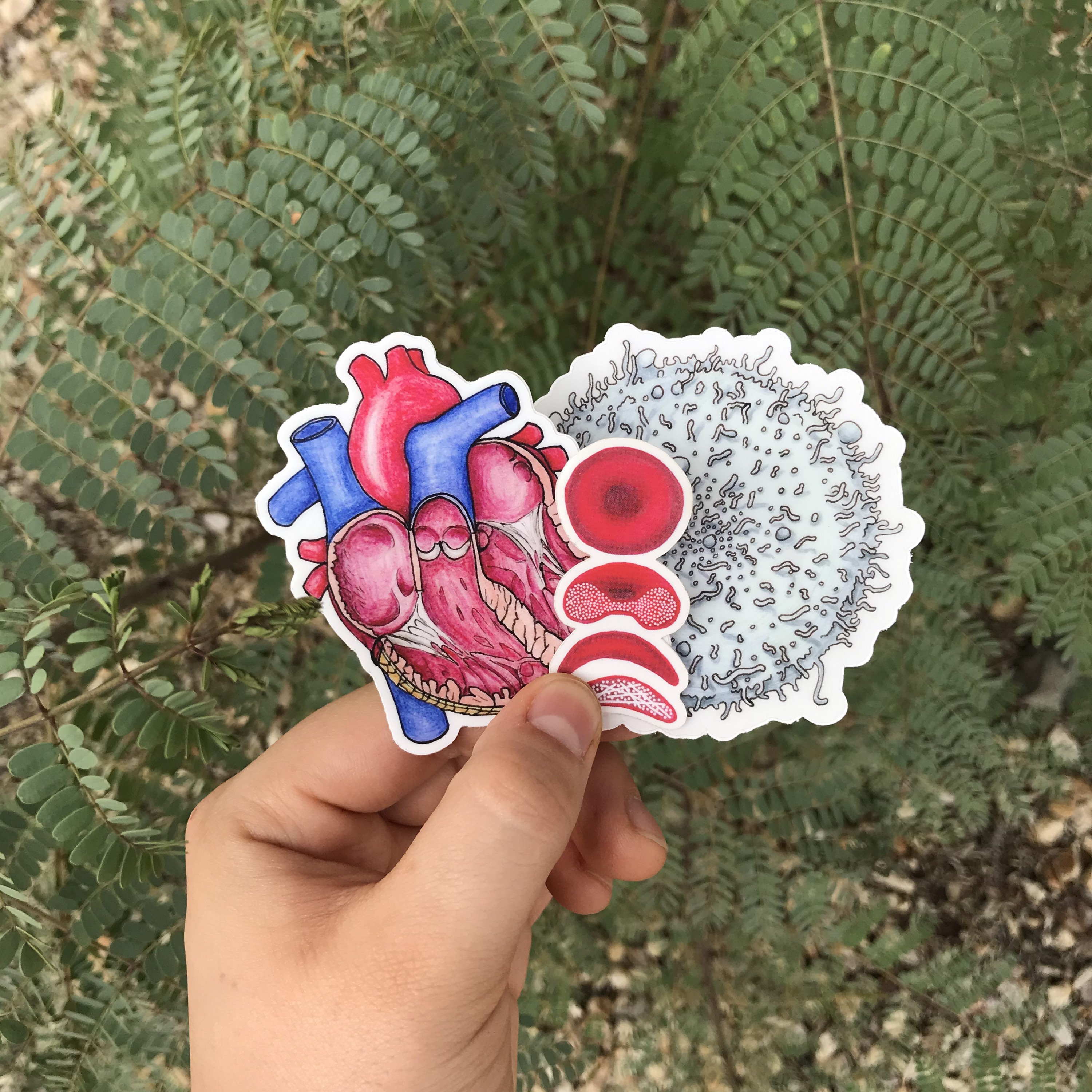 Blood Sticker Pack Circulatory System Sticker Bundle | Etsy