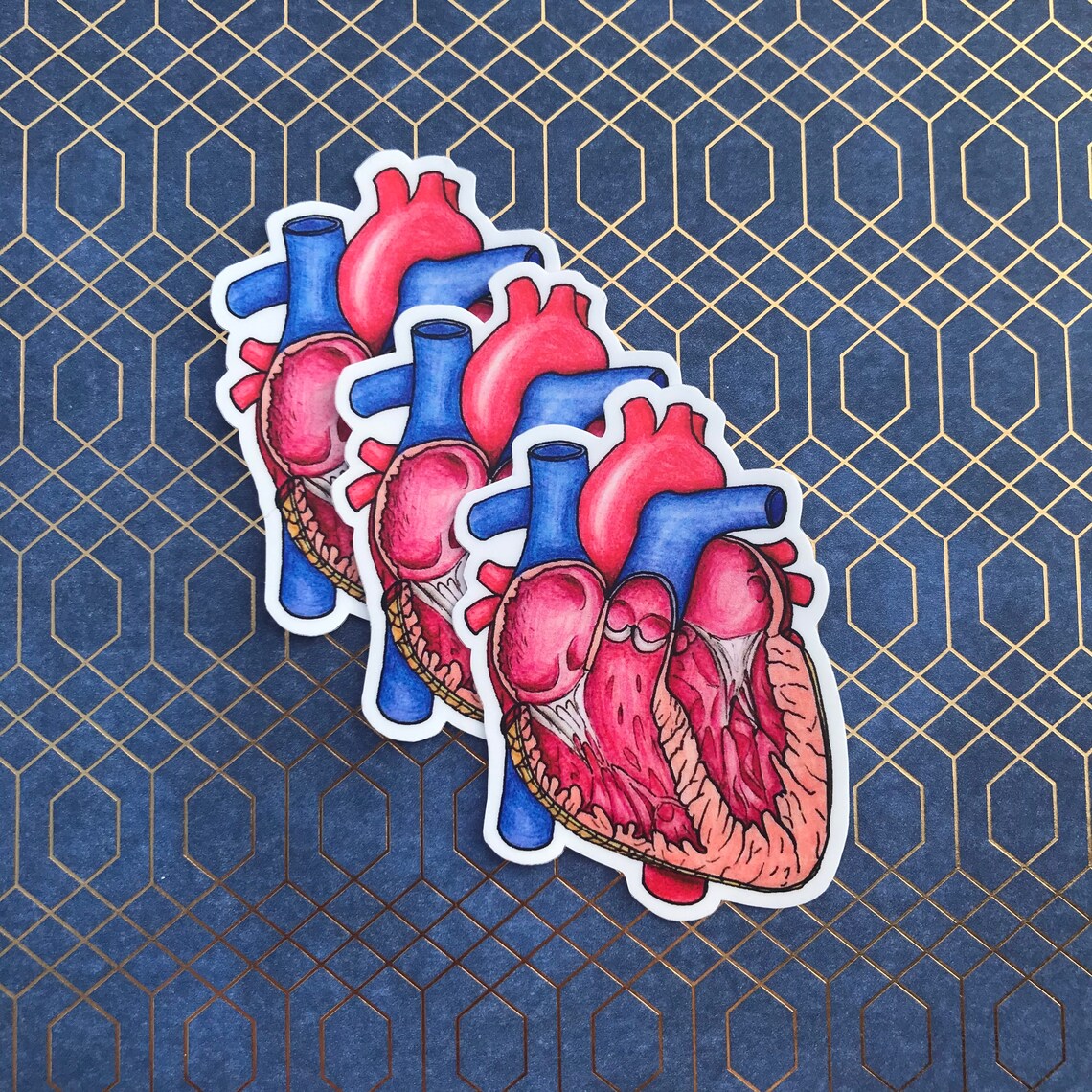 Human Heart Dissection Sticker Heart Inside Anatomical Heart | Etsy