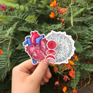 Blood Sticker Pack, Circulatory System Sticker Bundle, Anatomically ...