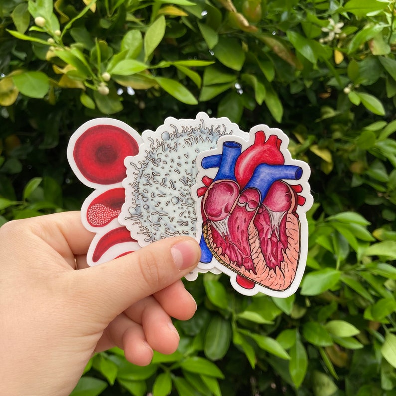 Blood Sticker Pack Circulatory System Sticker Bundle - Etsy