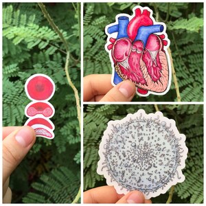 Blood Sticker Pack, Circulatory System Sticker Bundle, Anatomically ...
