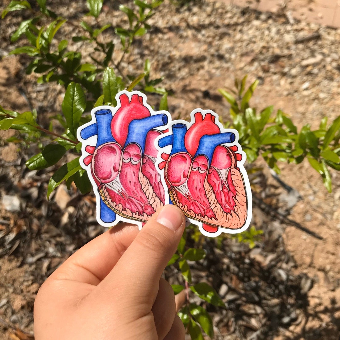 Human Heart Dissection Sticker, Heart Inside, Anatomical Heart - Etsy