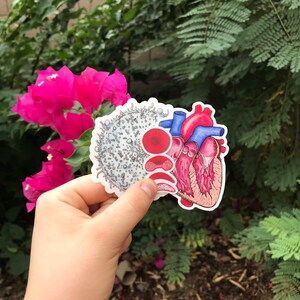 Blood Sticker Pack, Circulatory System Sticker Bundle, Anatomically ...