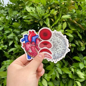 Sickle Cell Anemia Sticker, Red Blood Cell Sticker, Decal, Clear ...