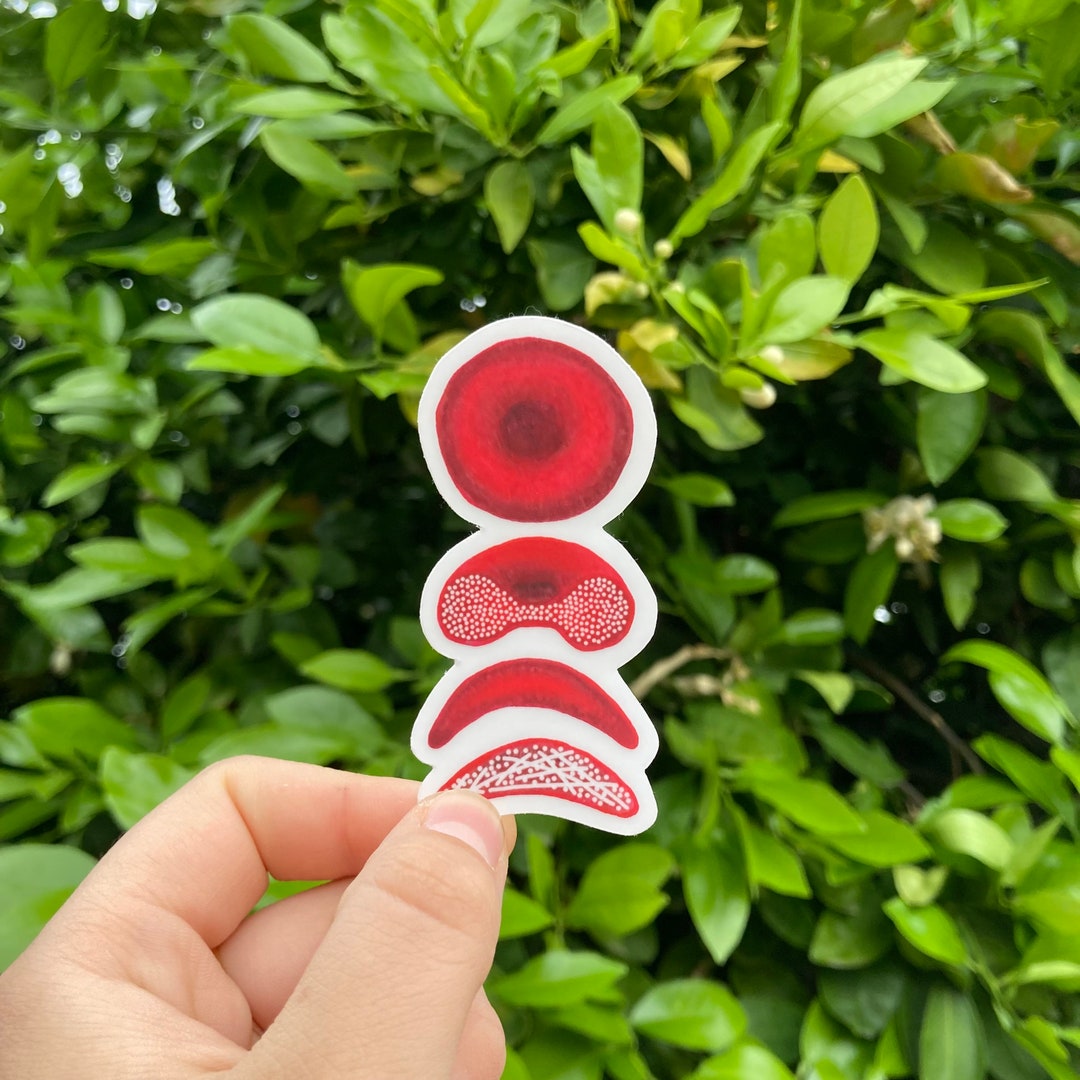 Sickle Cell Anemia Sticker, Red Blood Cell Sticker, Decal, Clear ...