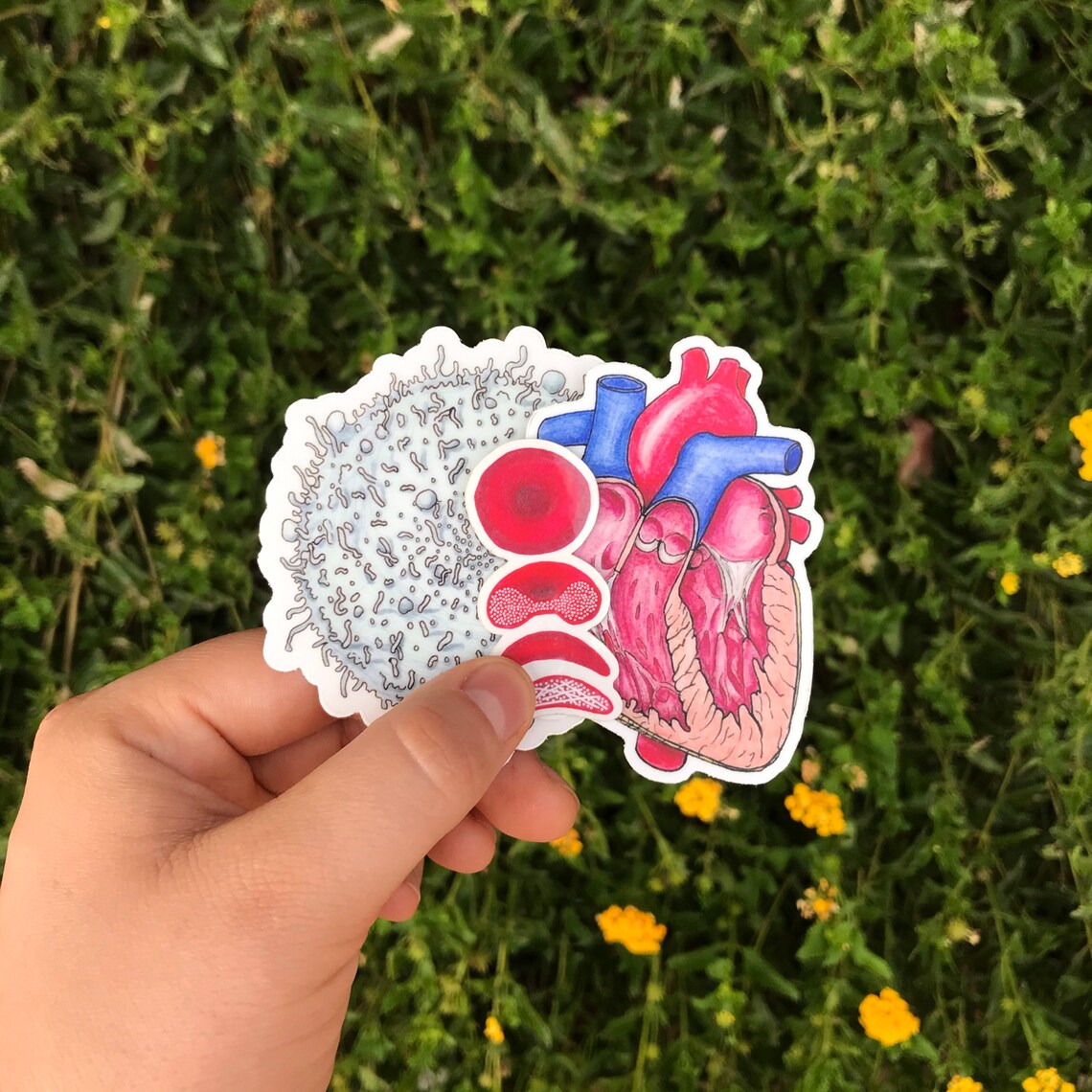 Blood Sticker Pack Circulatory System Sticker Bundle | Etsy