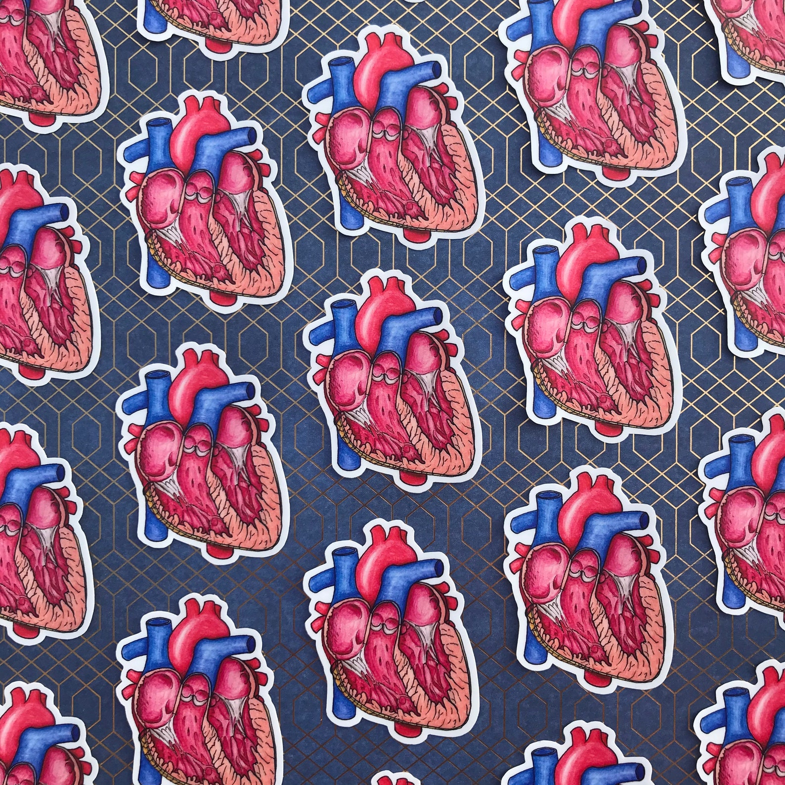 Human Heart Dissection Sticker Heart Inside Anatomical Heart - Etsy UK