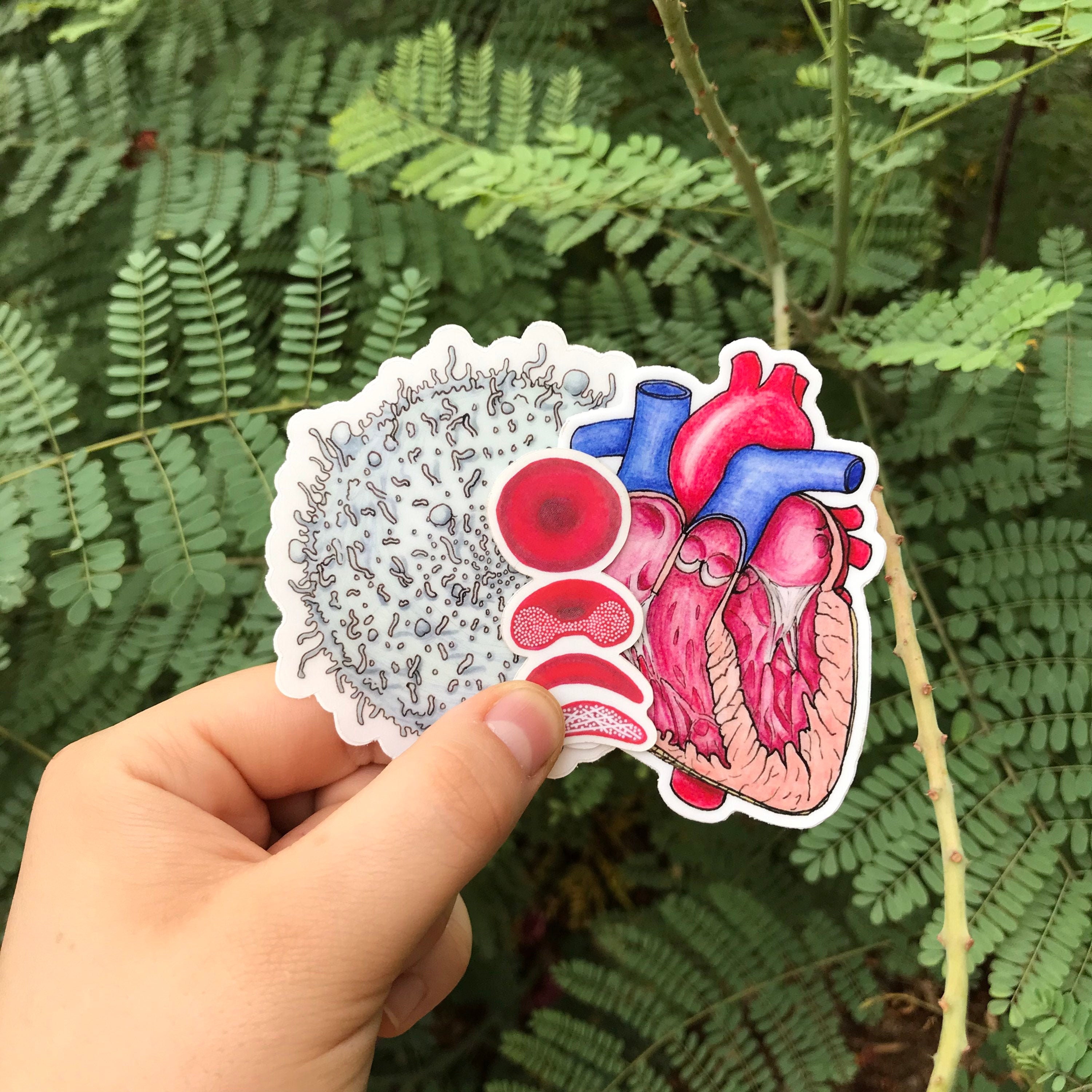 Blood Sticker Pack Circulatory System Sticker Bundle | Etsy