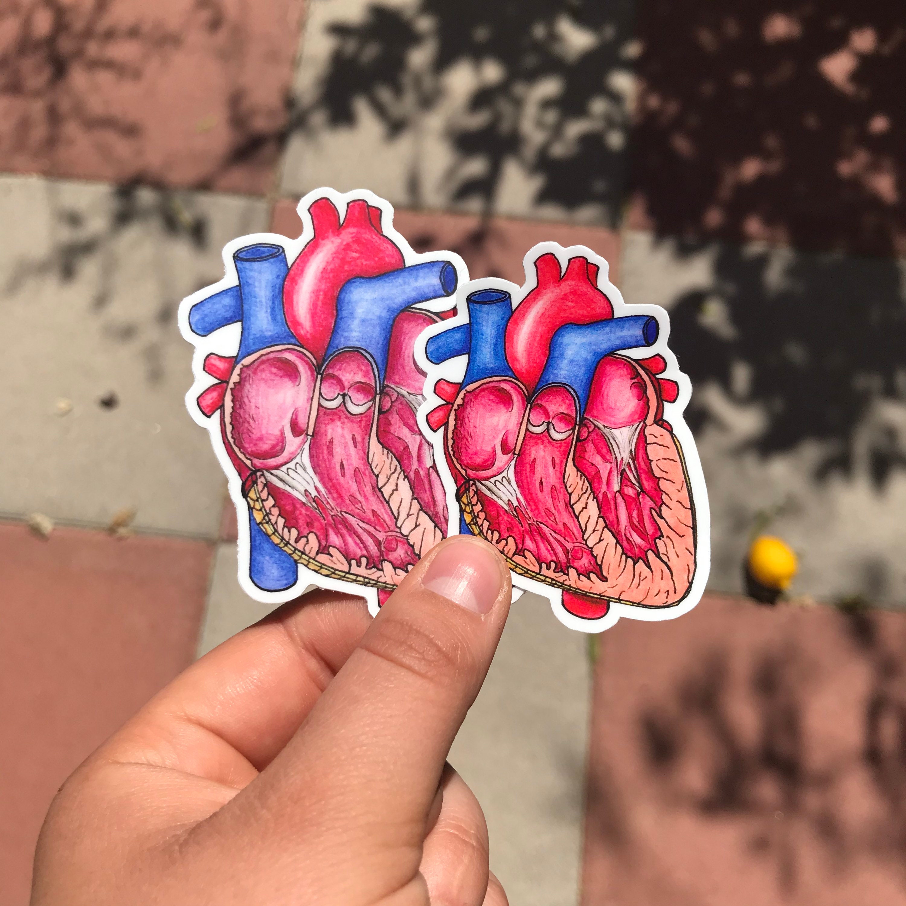 Human Heart Dissection Sticker Heart Inside Anatomical Heart | Etsy