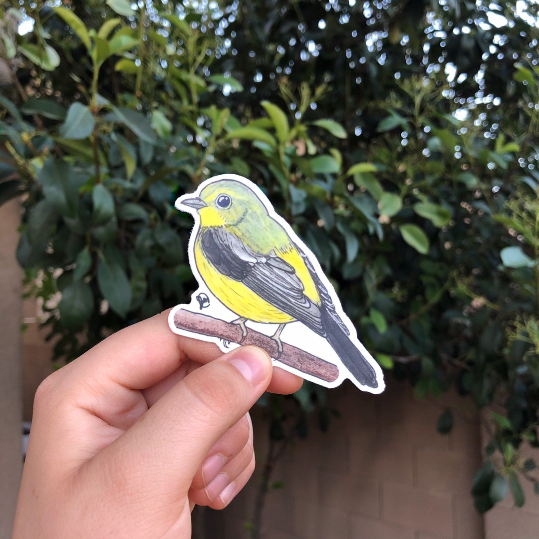 Green Backed Flycatcher Sticker, Bird Sticker, Yellow Bird Sticker ...