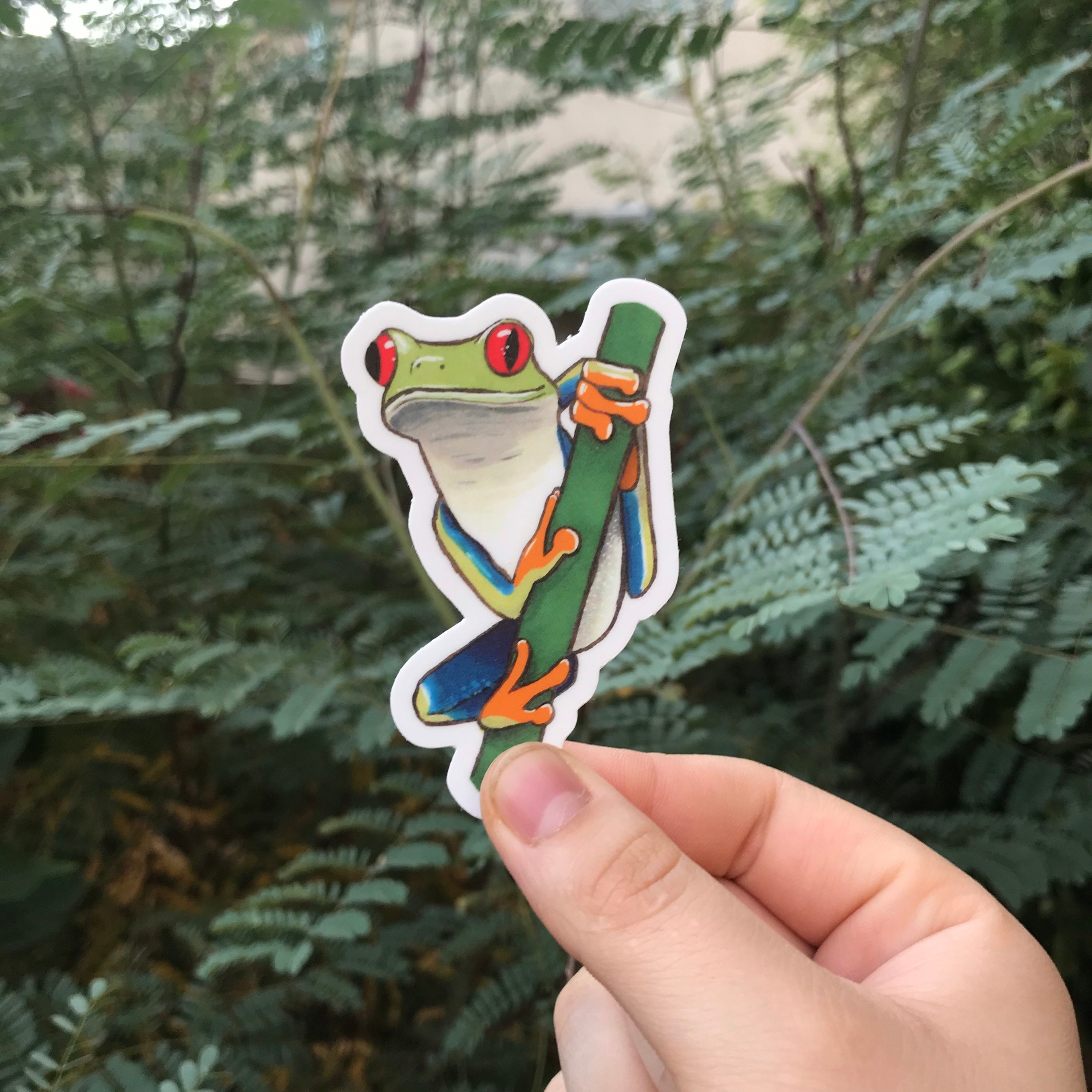 Red Eyed Tree Frog Sticker Rain Forest Frog Deal Bumper | Etsy
