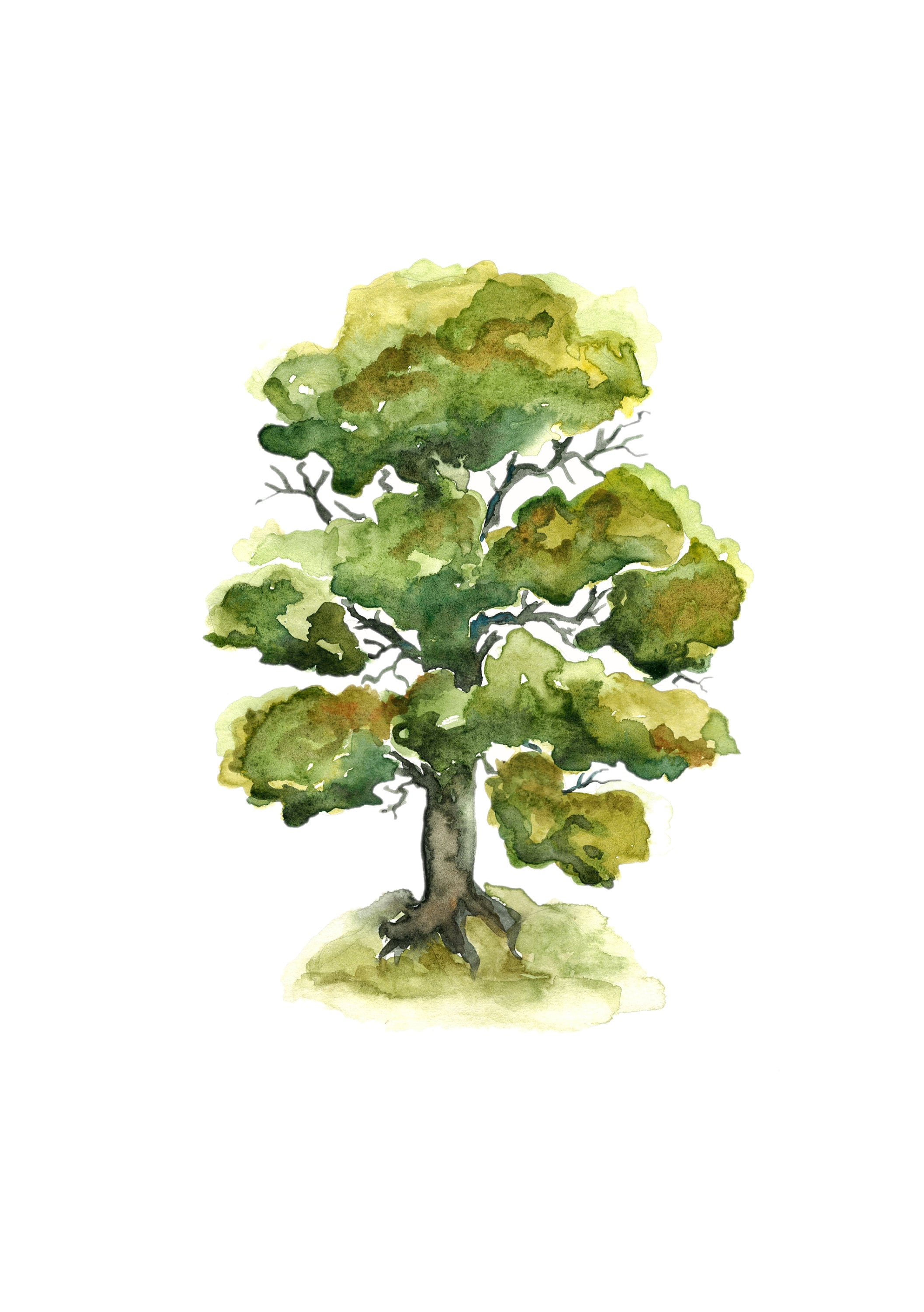 Printable Oak Tree Watercolor Art Digital Oak Tree Art Tree - Etsy
