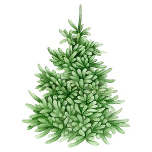 Printable Watercolor Christmas Tree Spruce Print Digital - Etsy