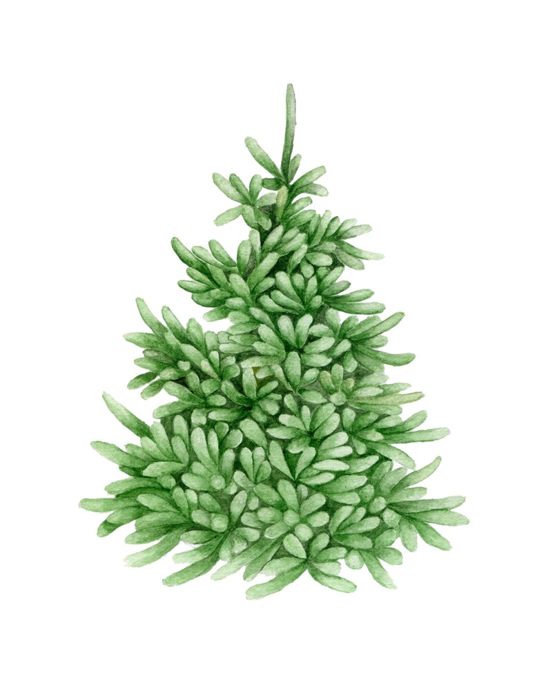 Printable Watercolor Christmas Tree Spruce Print Digital - Etsy
