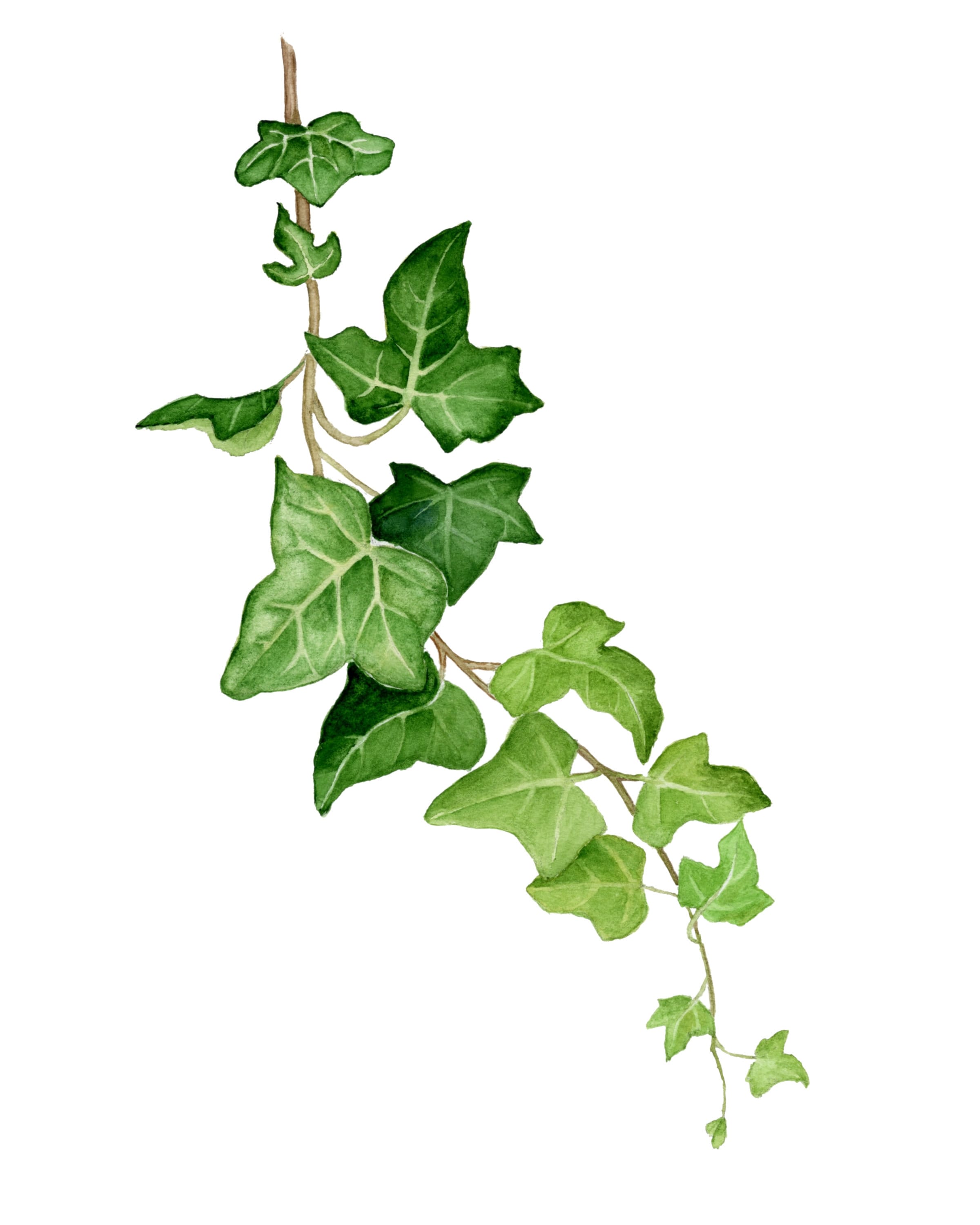 Printable Ivy Branch Watercolor Art Spring Watercolor Ivy - Etsy