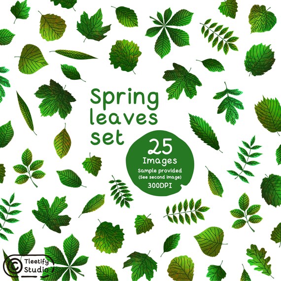 Spring Leaves Clipart Set 25 Drawings PNG for Commercial - Etsy