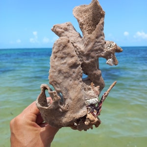 Natural Sea Sponges From Mexican Shores Eco-friendly Aquarium Decor and ...
