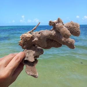 Natural Sea Sponges From Mexican Shores Eco-friendly Aquarium Decor and ...