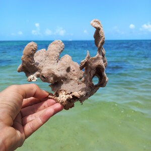 Natural Sea Sponges From Mexican Shores Eco-friendly Aquarium Decor and ...