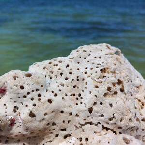 Natural Sea Sponges From Mexican Shores Eco-friendly Aquarium Decor and ...