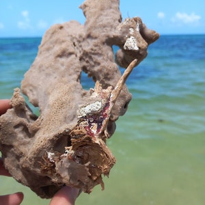 Natural Sea Sponges From Mexican Shores Eco-friendly Aquarium Decor and ...