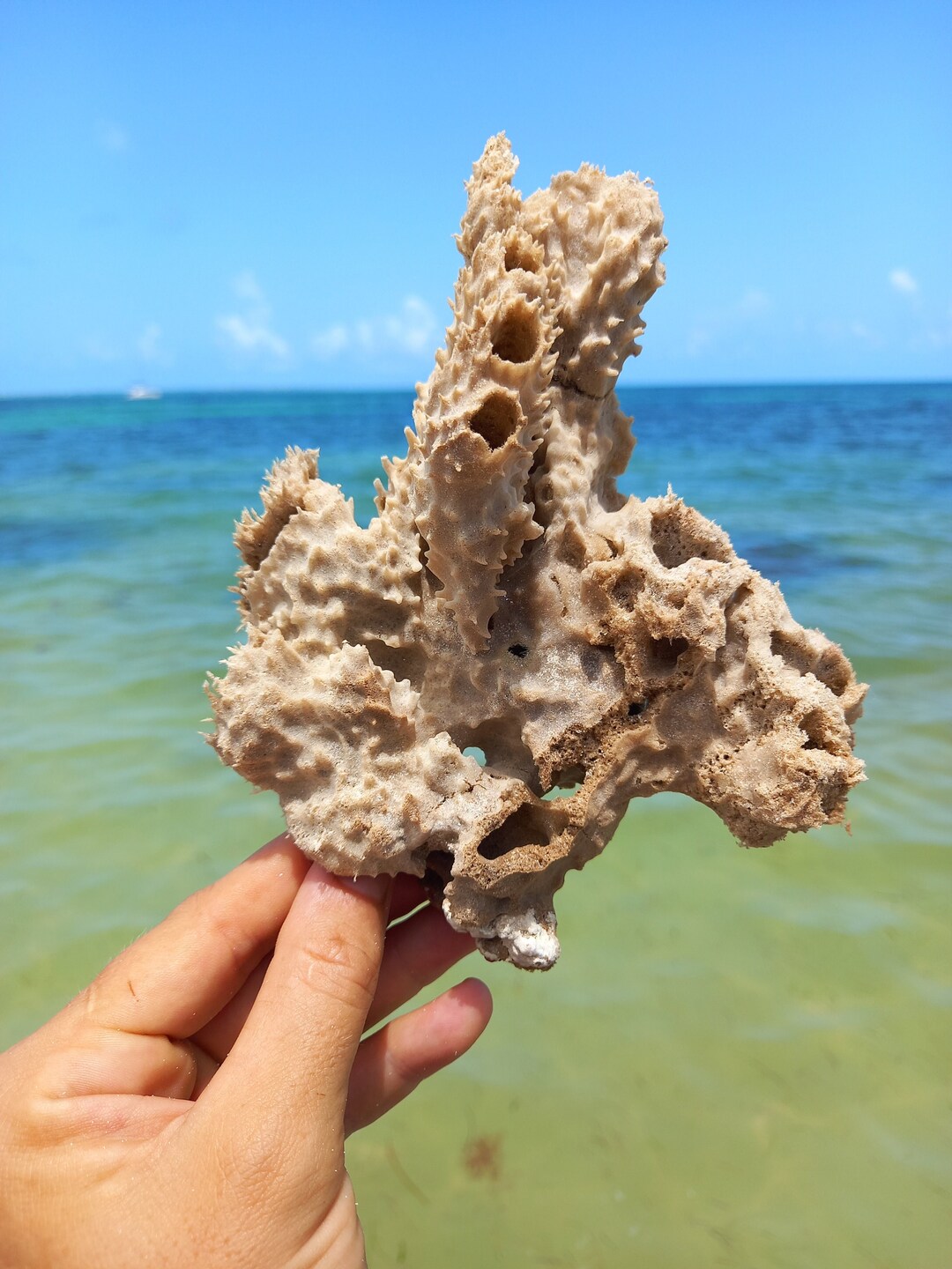 Natural Sea Sponges Perfect for Eco-friendly Aquariums and Creative ...
