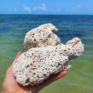 Natural Sea Sponges From Mexican Shores Eco-friendly Aquarium Decor and ...