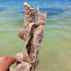 Natural Sea Sponges From Mexican Shores Eco-friendly Aquarium Decor and ...