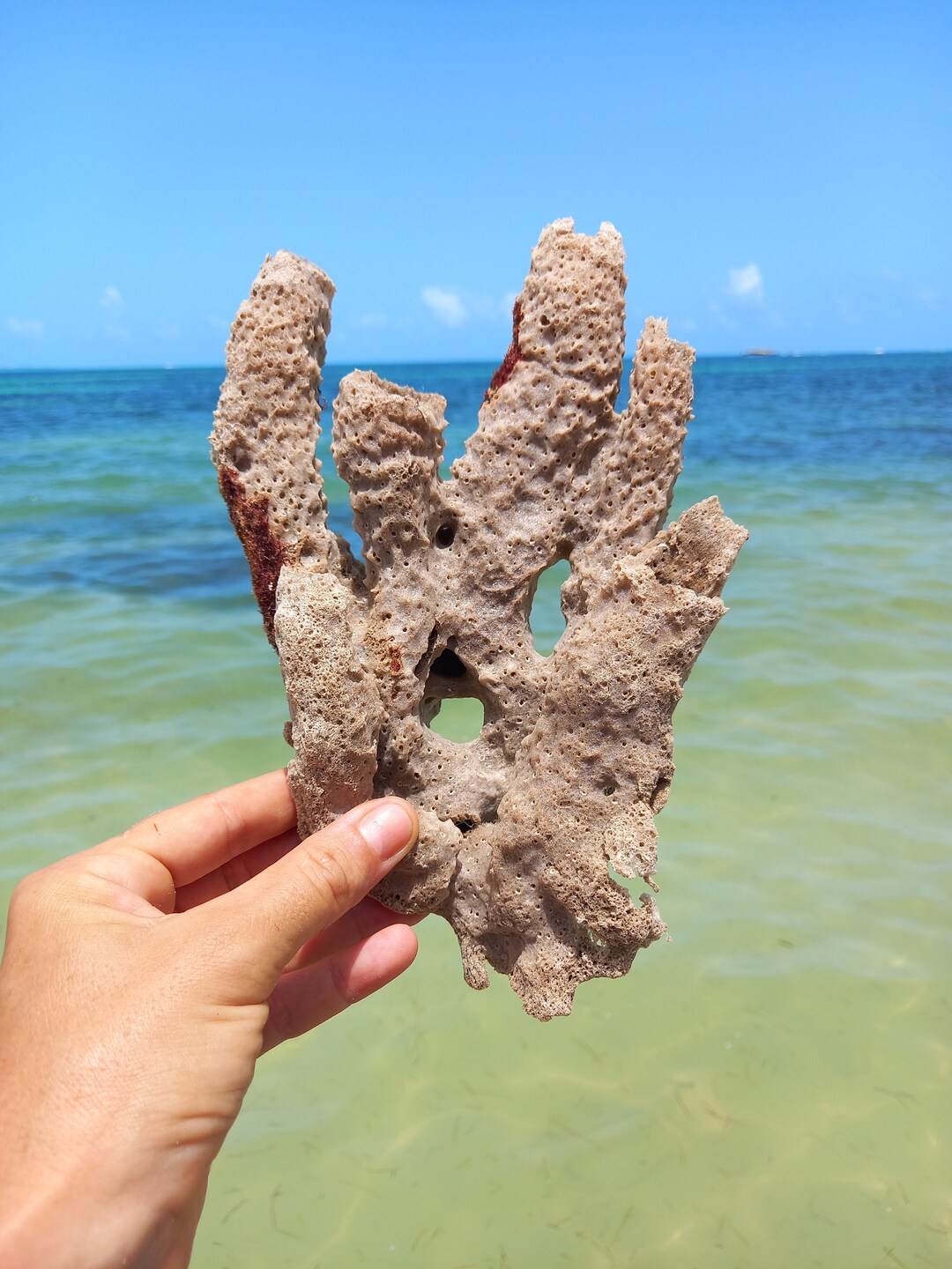 Natural Sea Sponges for Aquarium Decor Hand-collected Eco-friendly ...