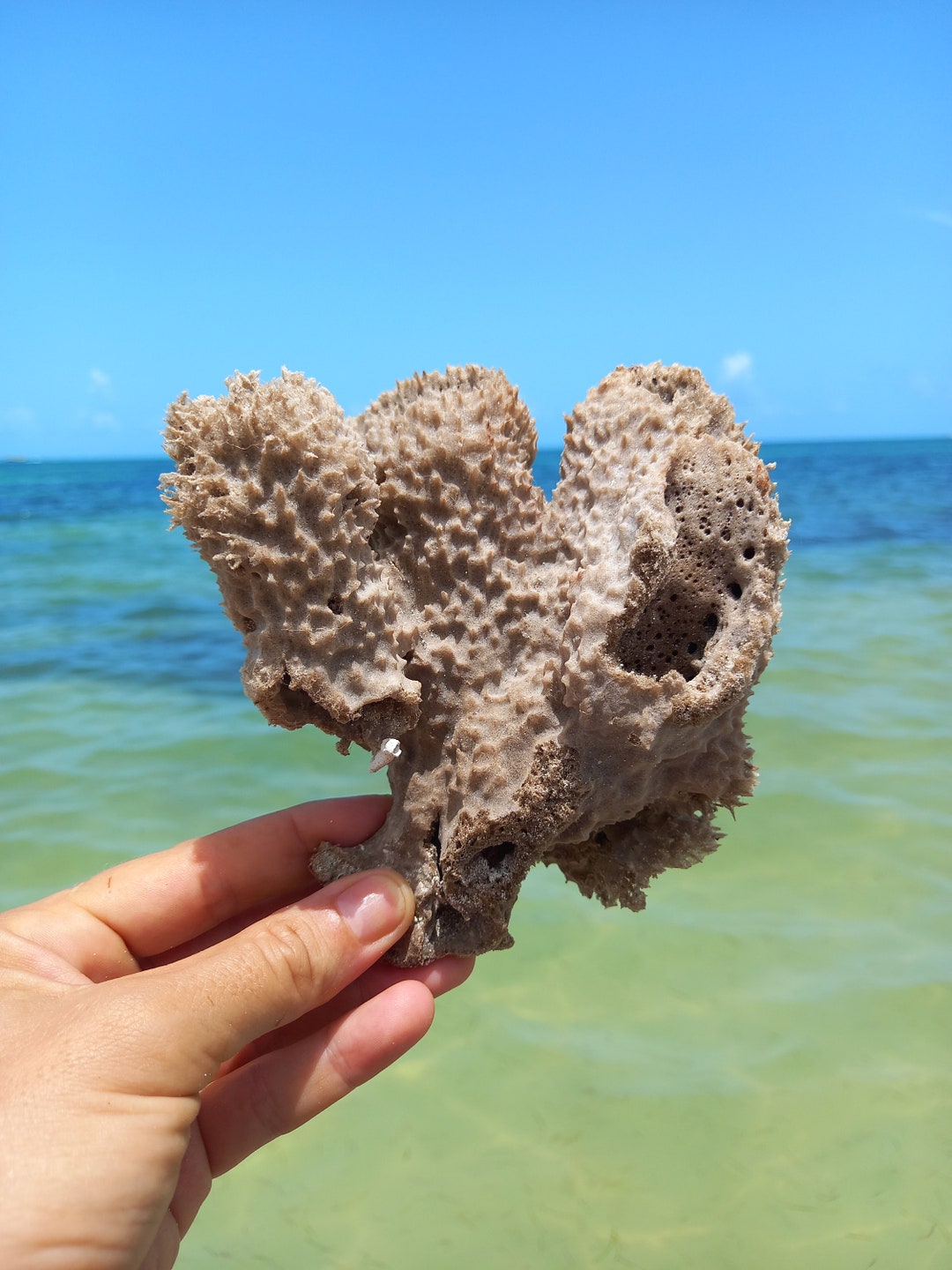 Natural Beauty: Mexican Sea Sponges for Eco-friendly Aquarium Decor and ...