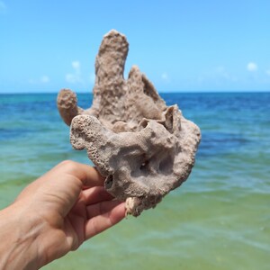 Natural Sea Sponges From Mexican Shores Eco-friendly Aquarium Decor and ...